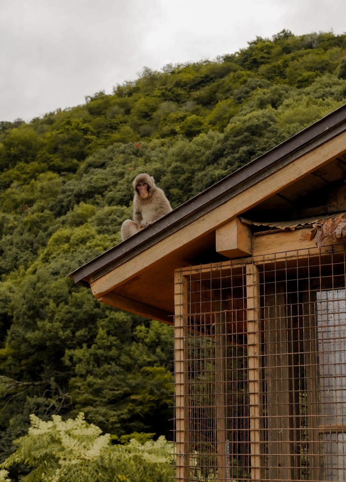 A Japan Adventure: My Two-Week Itinerary - Katie Merkli